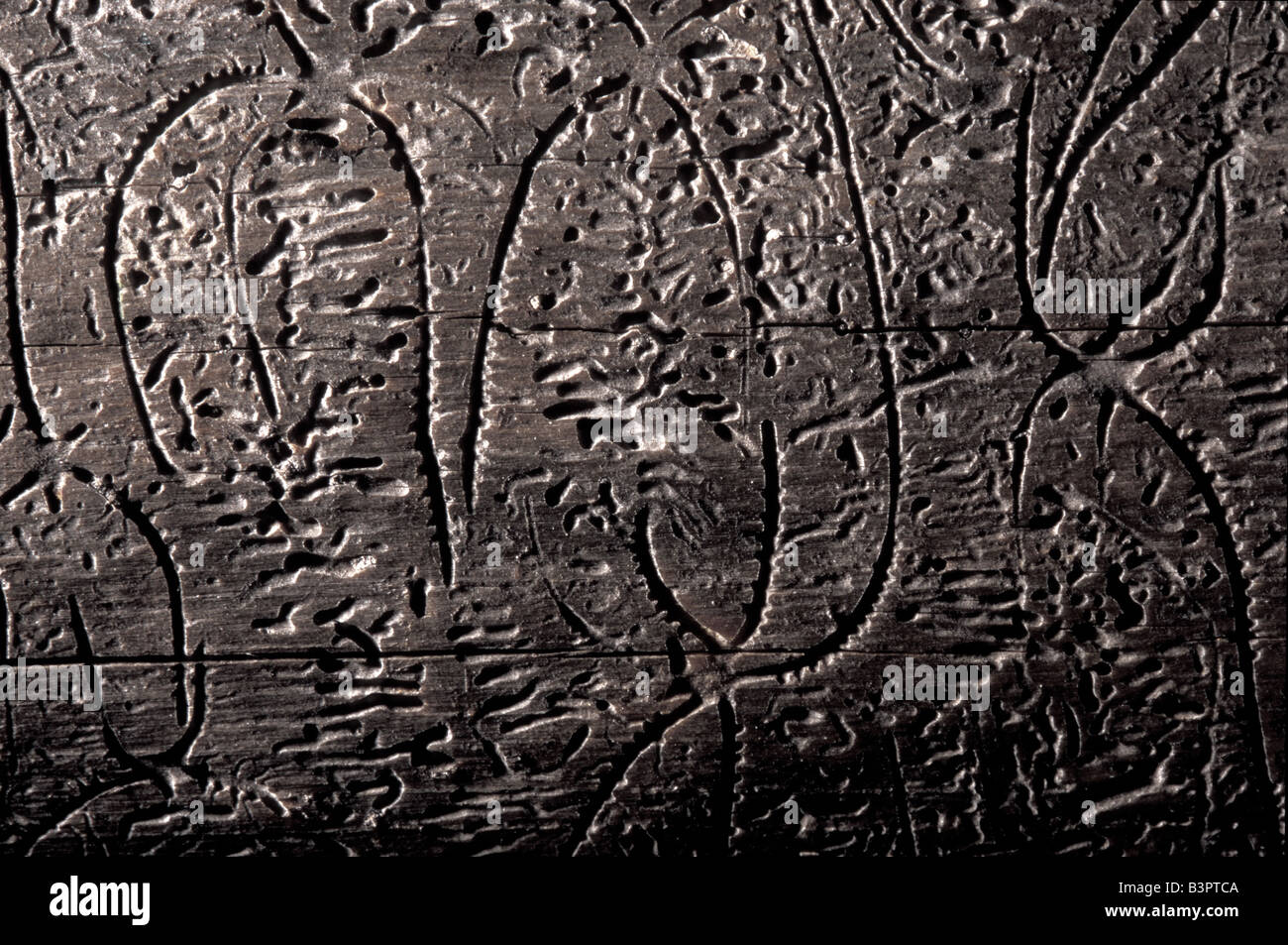 Xylophagous insect hi-res stock photography and images - Alamy