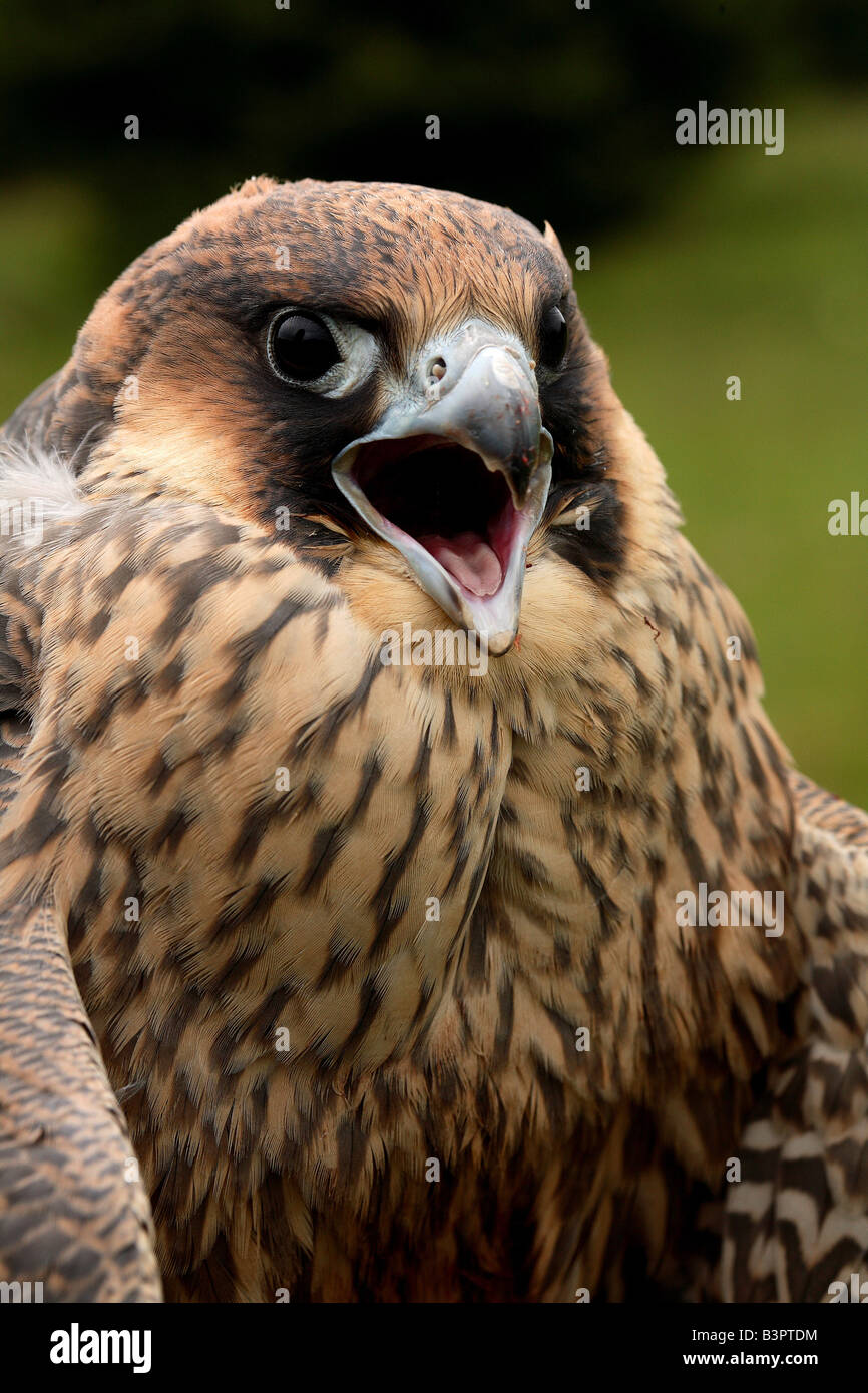 Falco peregrinus, Italy Stock Photo - Alamy