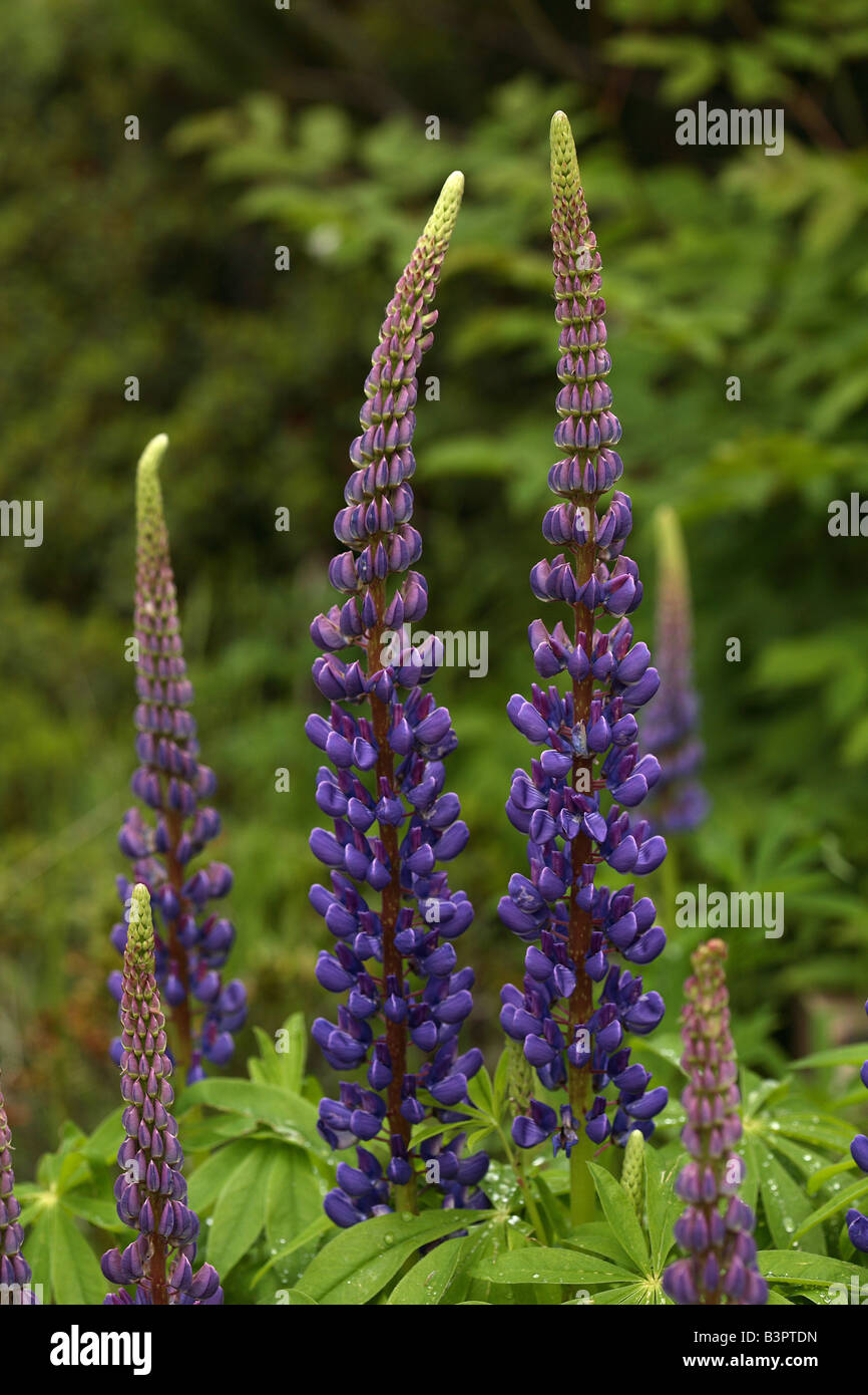 Lupinus polyphyllus, Piana delle Viote, Monte Bondone, Trentino Alto ...