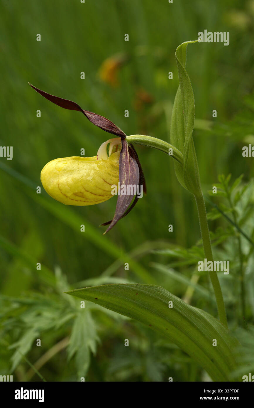 Cypripedium calceolus, Piana delle Viote, Monte Bondone, Trentino Alto ...