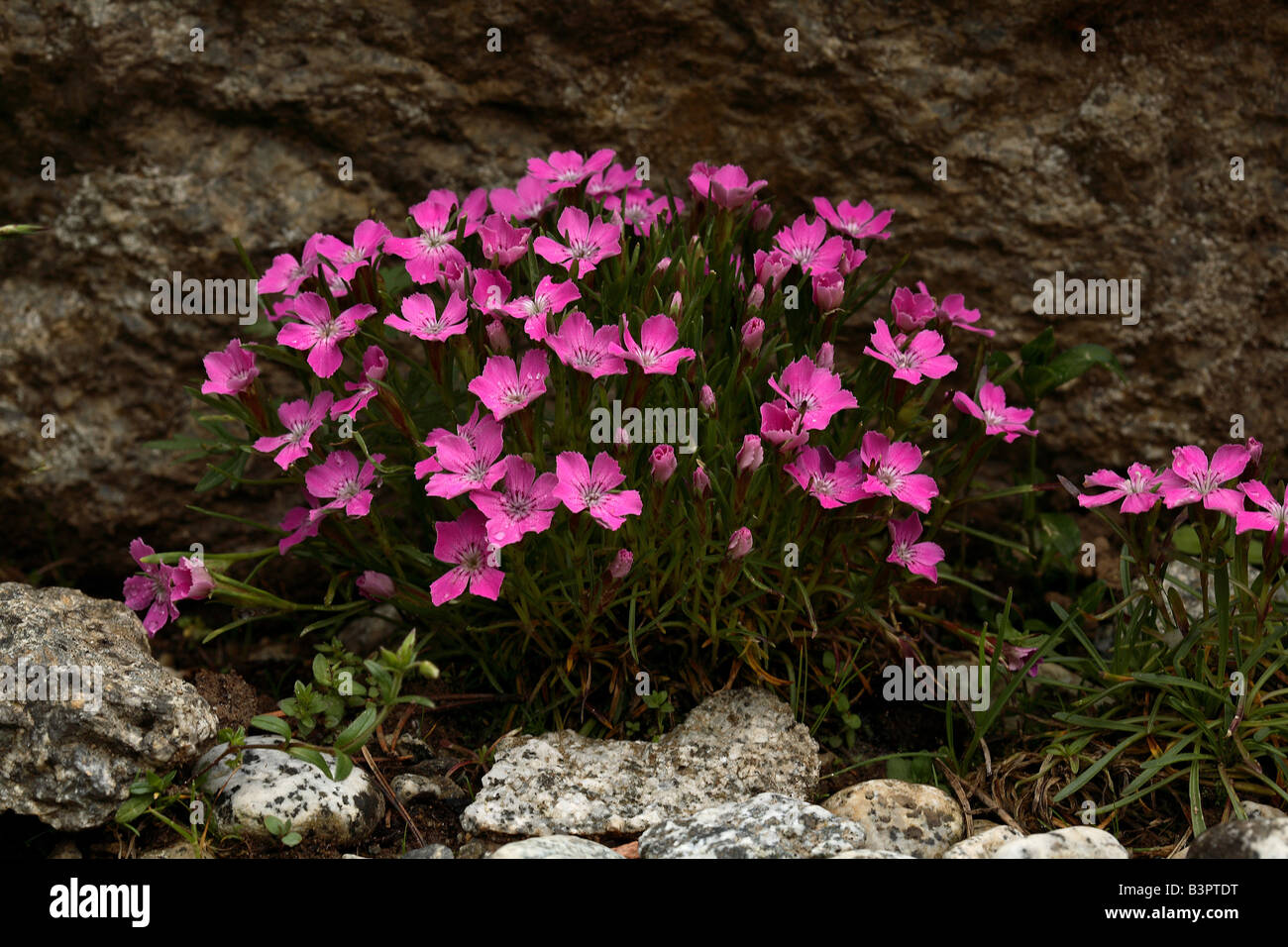 Dianthus glacialis, Piana delle Viote, Monte Bondone, Trentino Alto ...