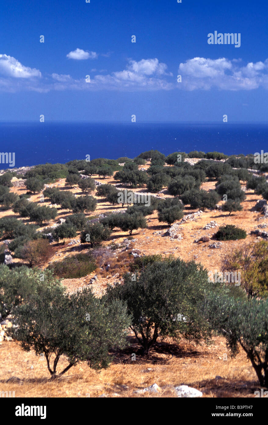 Olive trees, Crete, Greek Islands, Greece, Europe Stock Photo - Alamy