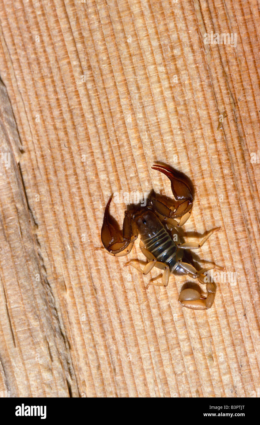 Buthus hi-res stock photography and images - Alamy