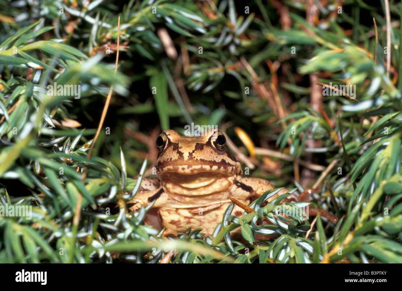 Frog of italy hi-res stock photography and images - Alamy