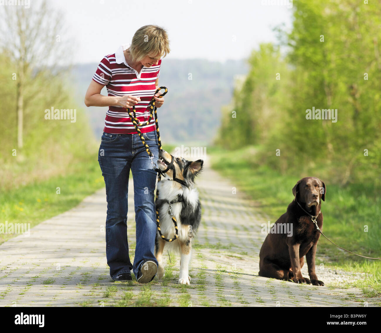 woman with australian sheperd at halti Stock Photo - Alamy