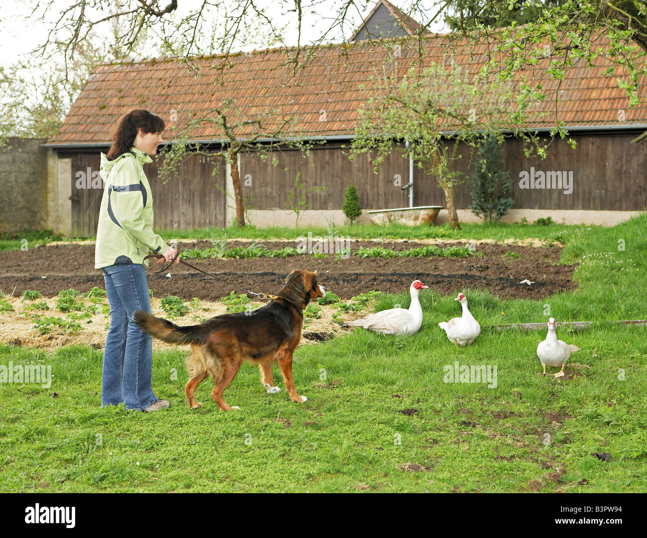 woman with half breed dog and ducks Stock Photo - Alamy