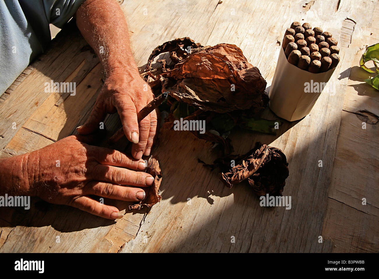 Cigar preparation, Viï¿½ales valley, Cuba, West Indies, Central America ...