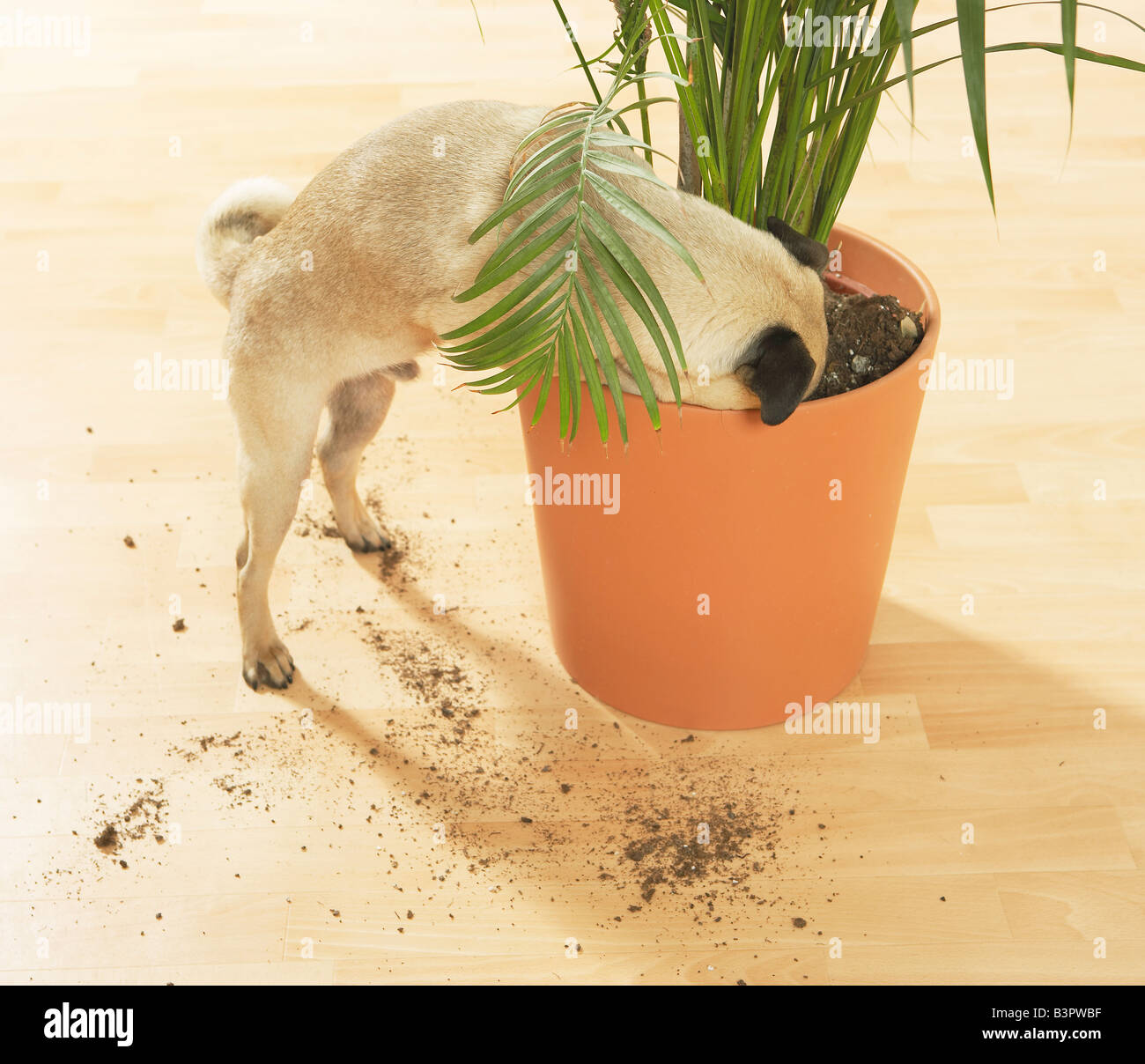 bad habit: Pug digging in flowerpot Stock Photo - Alamy
