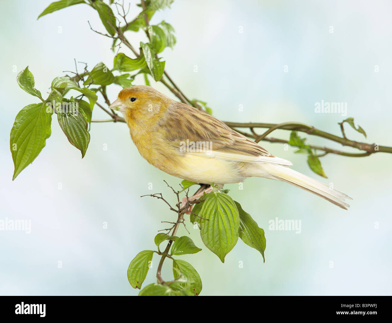 Canary sitting on branch hi-res stock photography and images - Alamy