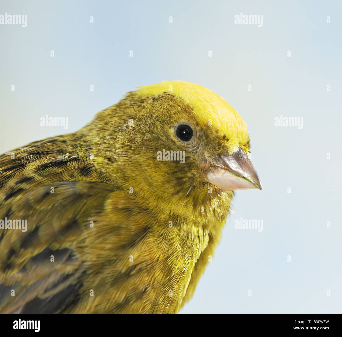 canary - portrait Stock Photo - Alamy