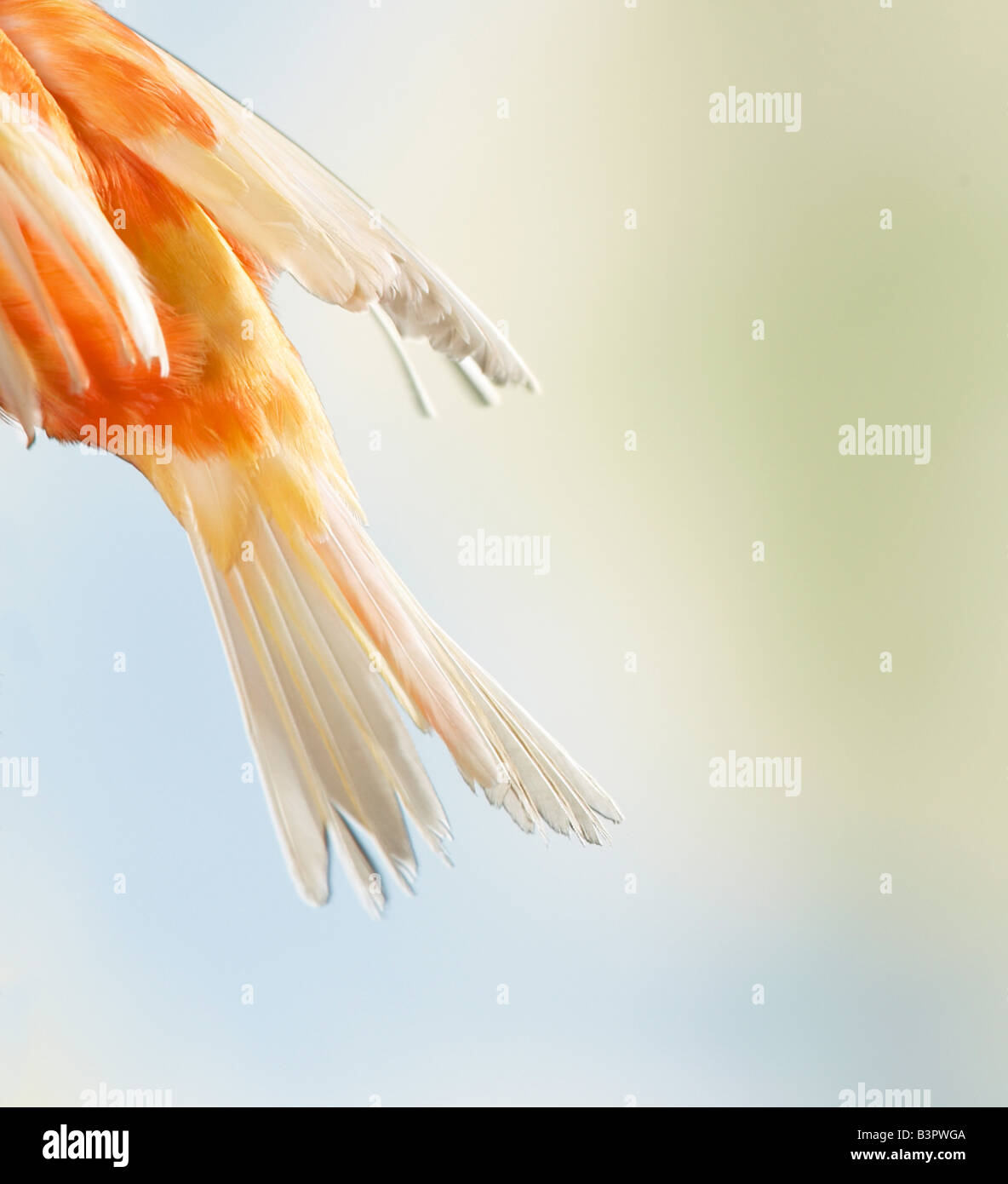 canary - tail Stock Photo - Alamy