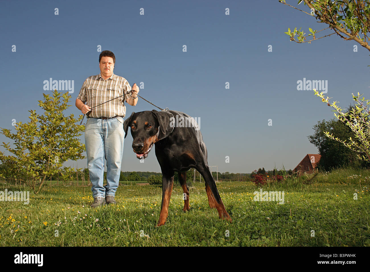 doberman and man Stock Photo - Alamy