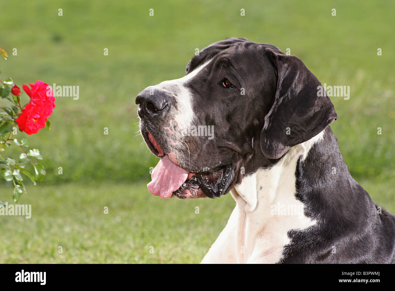 great dane - portrait Stock Photo - Alamy