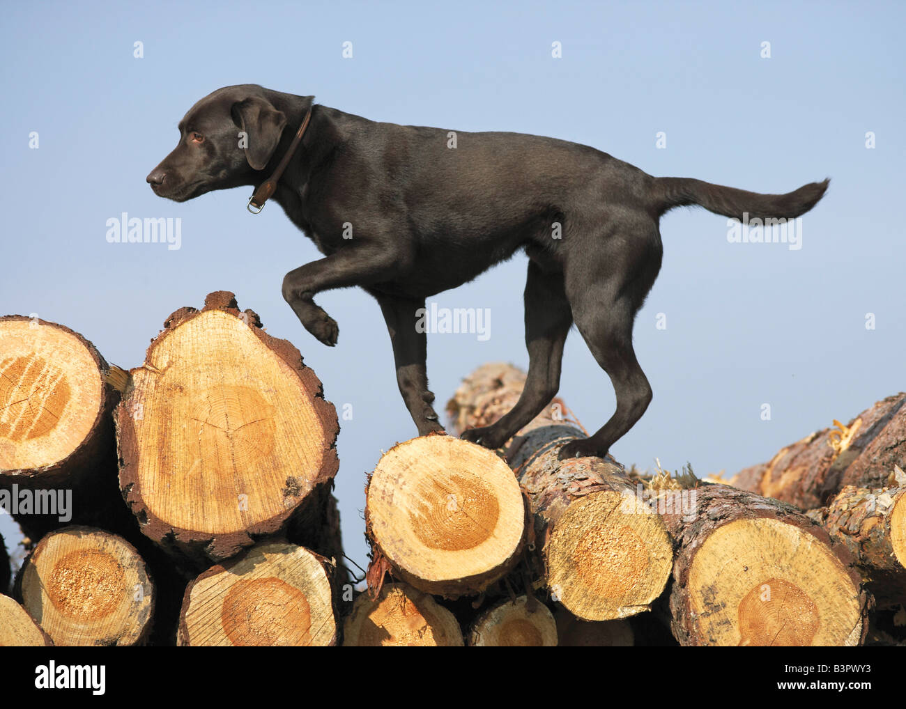 Black labrador retriever on walk hi-res stock photography and images ...