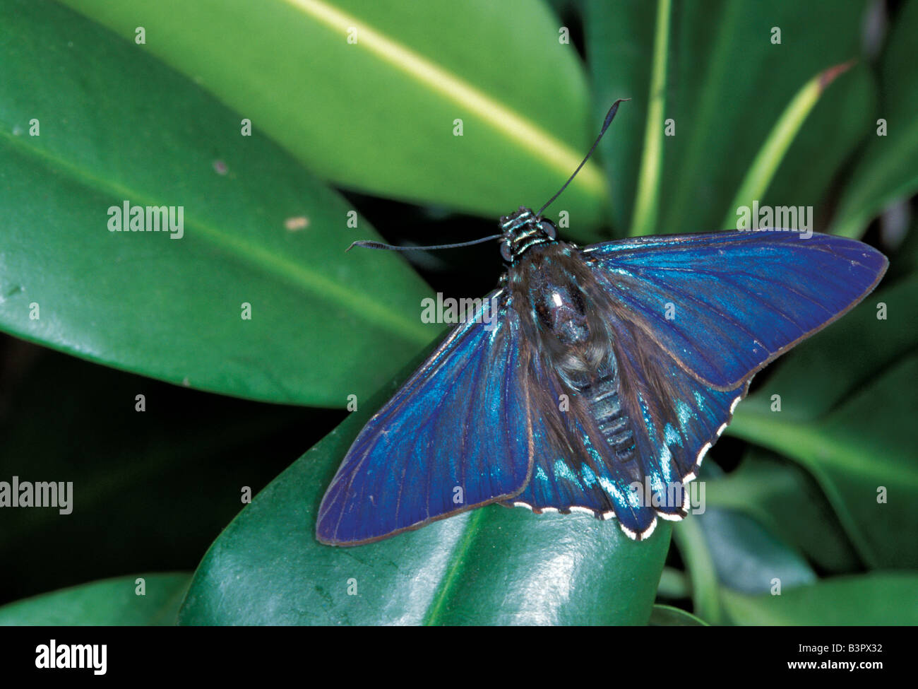 Mangrove skipper butterfly hi-res stock photography and images - Alamy