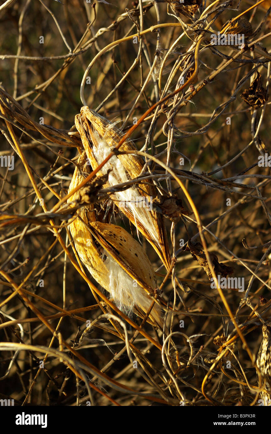 Vine with pods hi-res stock photography and images - Alamy