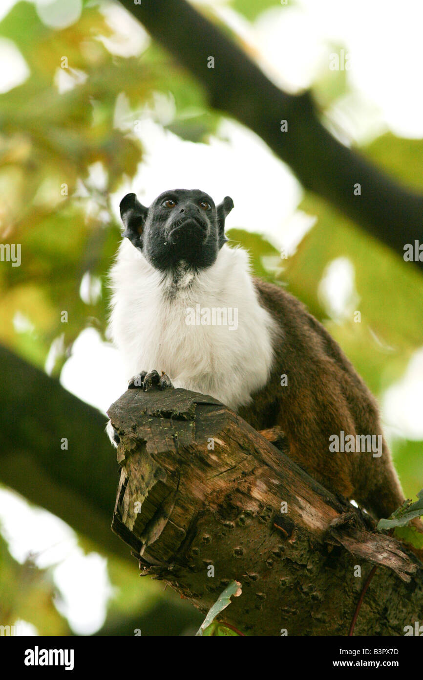 Critically Endangered Pied Tamarin Stock Photo - Alamy