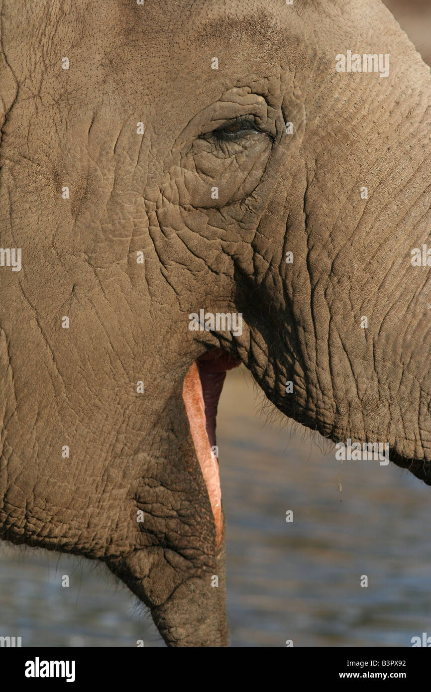 Yawning Elephant