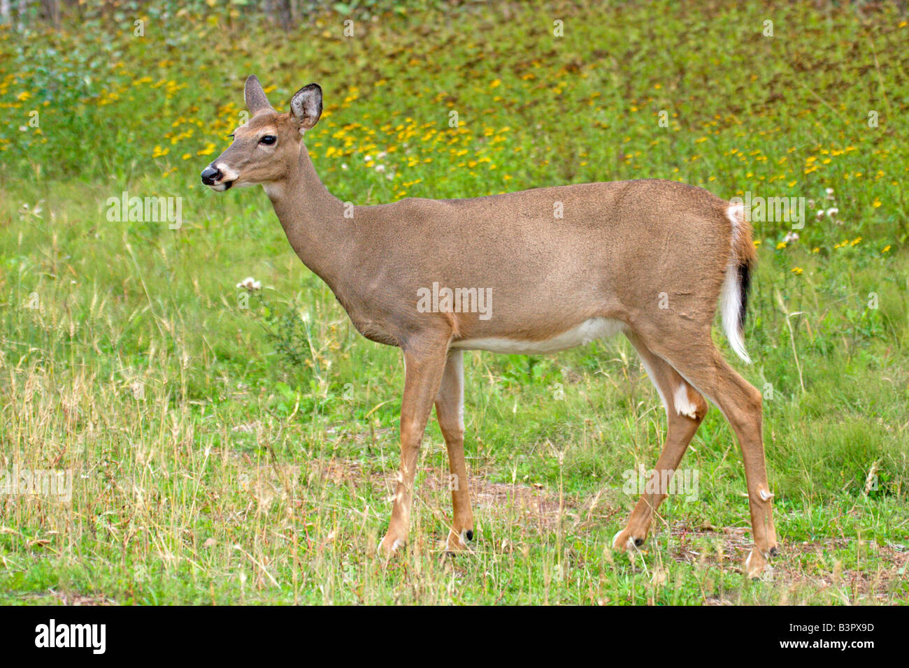 White-tailed Deer Odocoileus virginianus Two Harbors Minnesota USA 29 ...