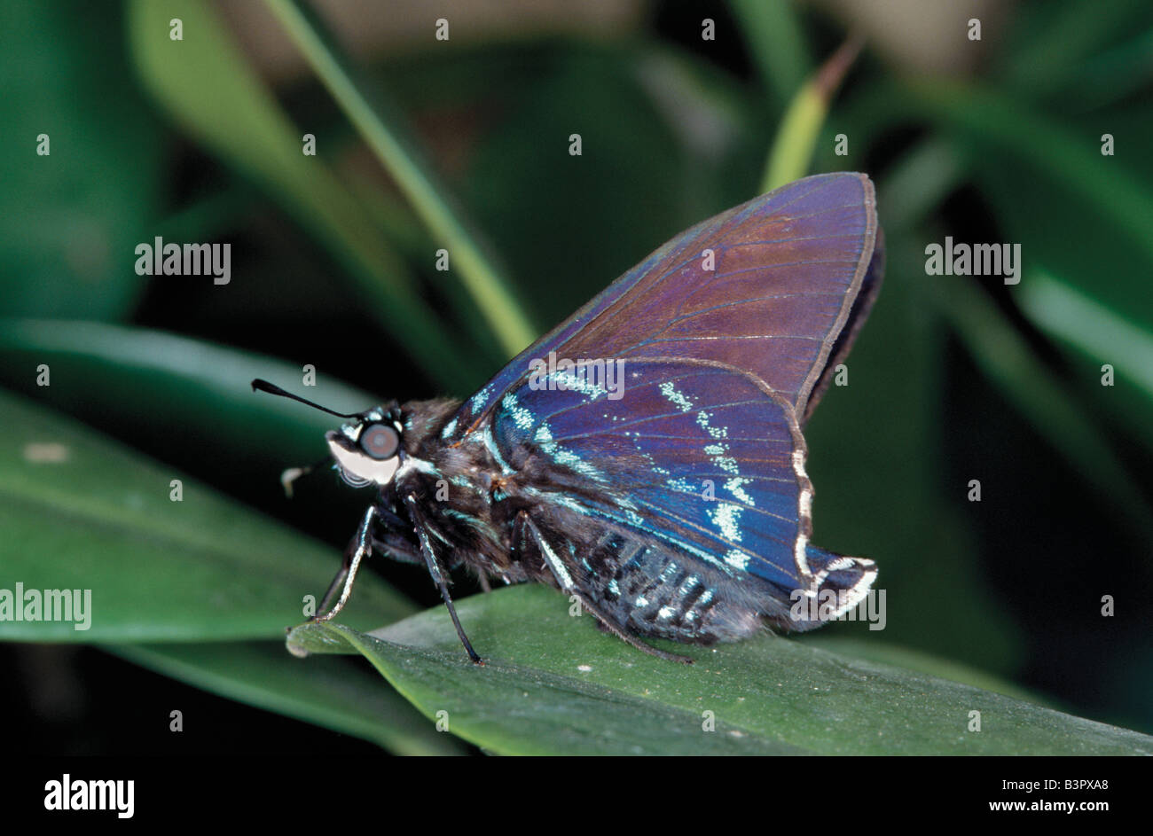 Mangrove skipper butterfly hi-res stock photography and images - Alamy