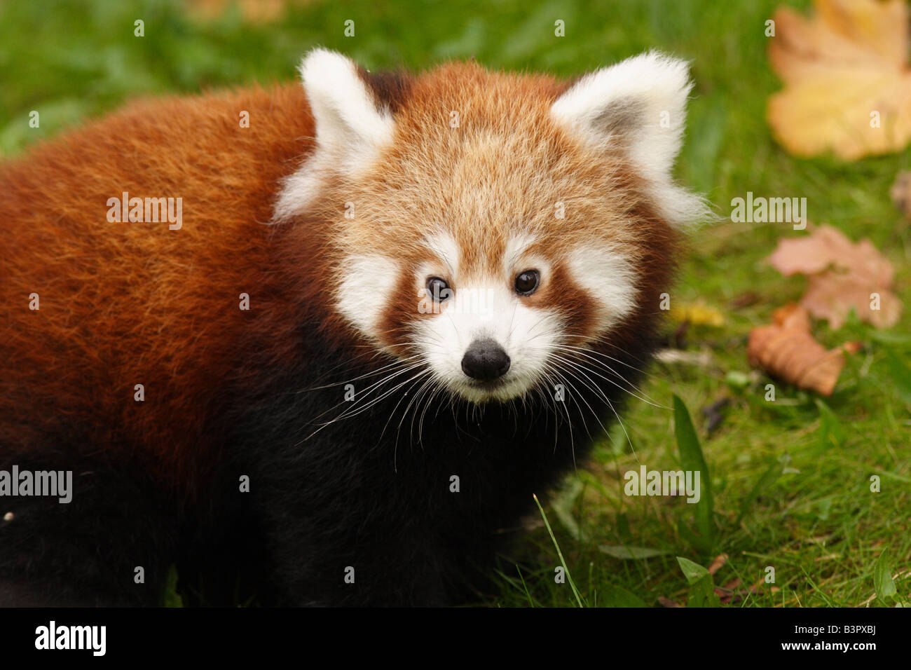 Red Panda cub Stock Photo - Alamy