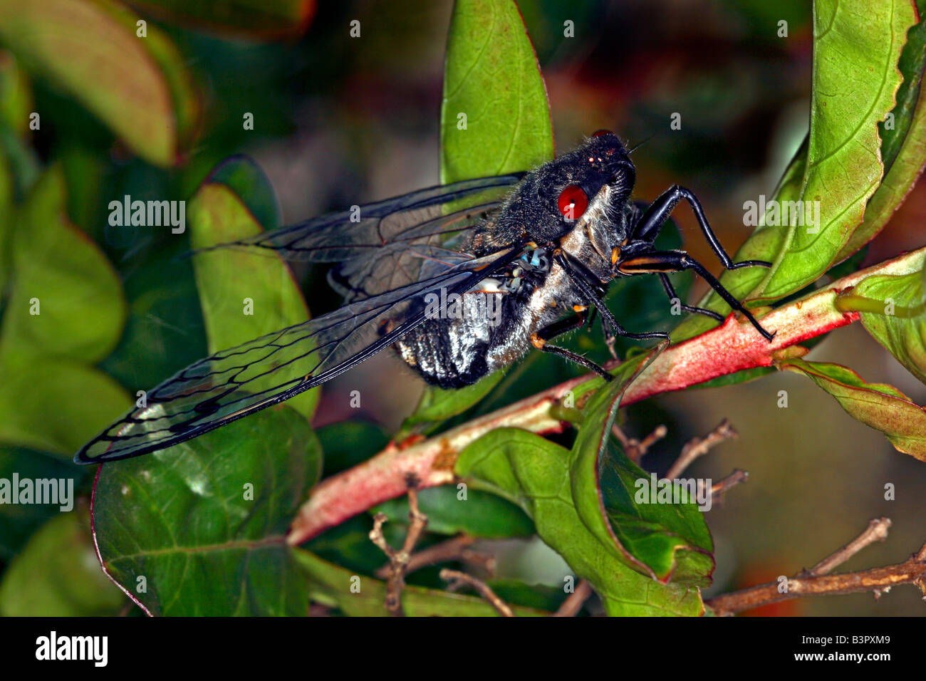 Redeye Cicada (Psaltoda moerens) family Cicadae, red compound eyes and ...