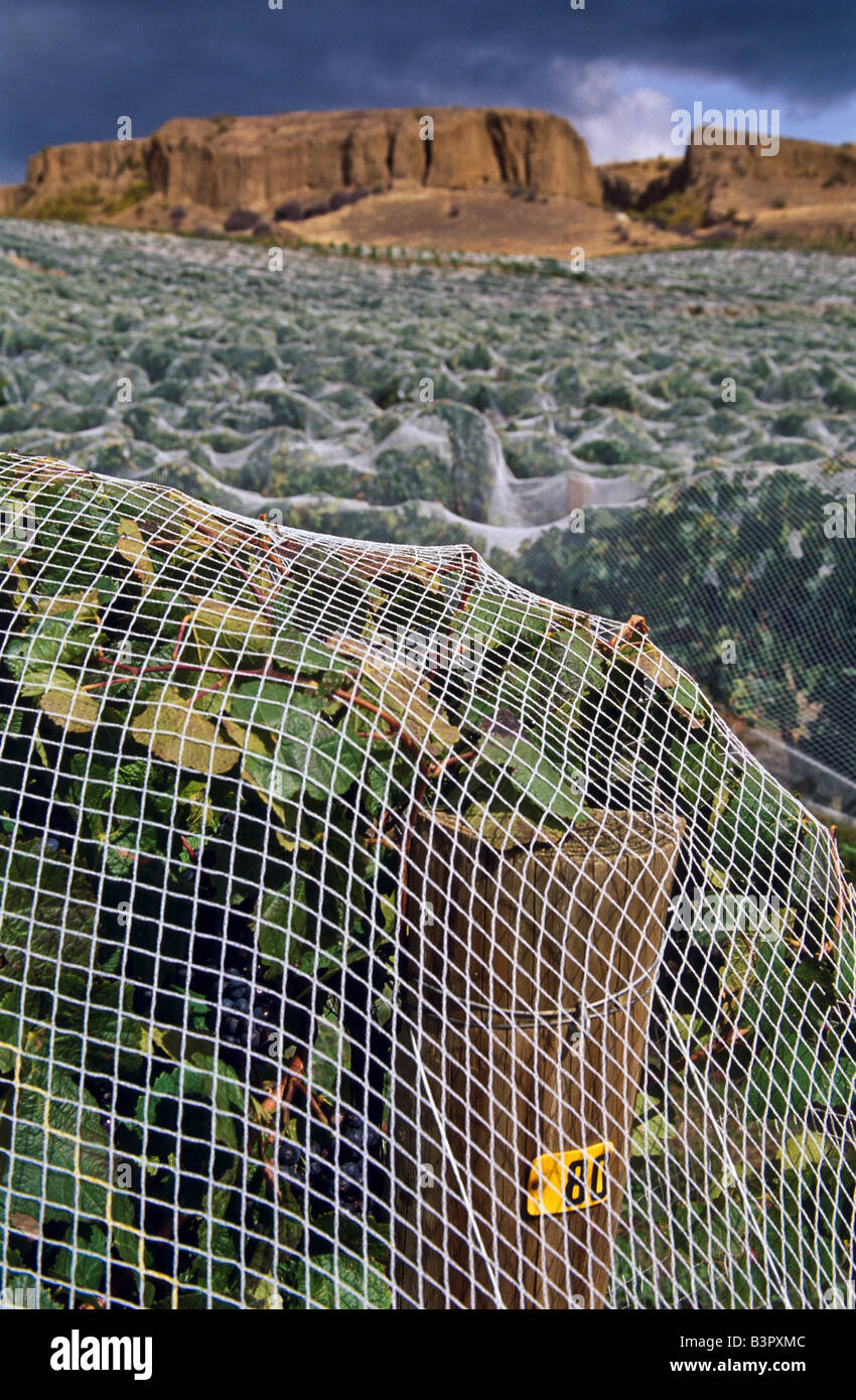 Vines under netting hi-res stock photography and images - Alamy