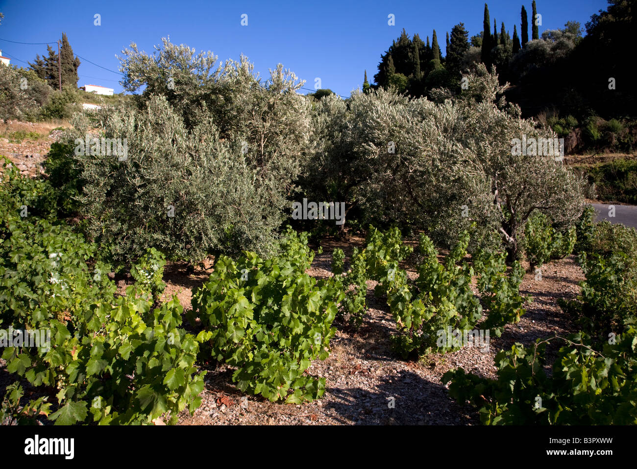 Vines Olive Trees Northern Samos Greece Stock Photo - Alamy