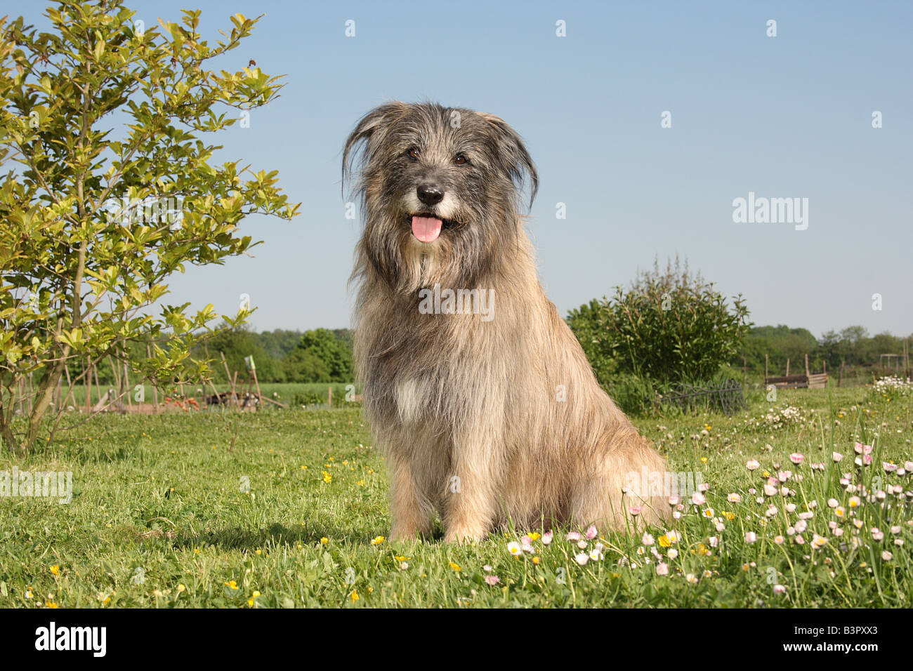 half breed dog - sitting on meadow Stock Photo - Alamy