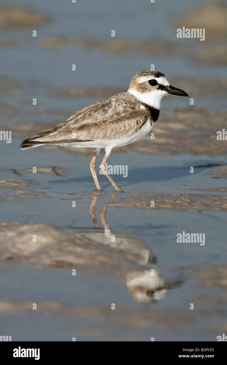 North american wilsons plover hi-res stock photography and images - Alamy