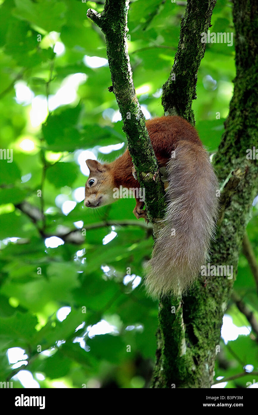 Coat of the red squirrel hi-res stock photography and images - Alamy