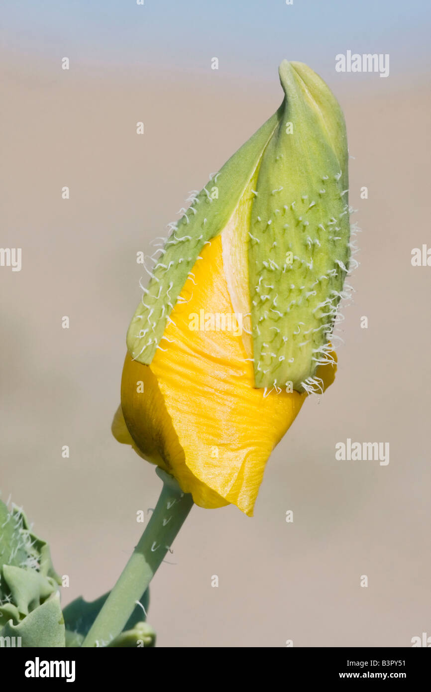Yellow horned Poppy Stock Photo - Alamy