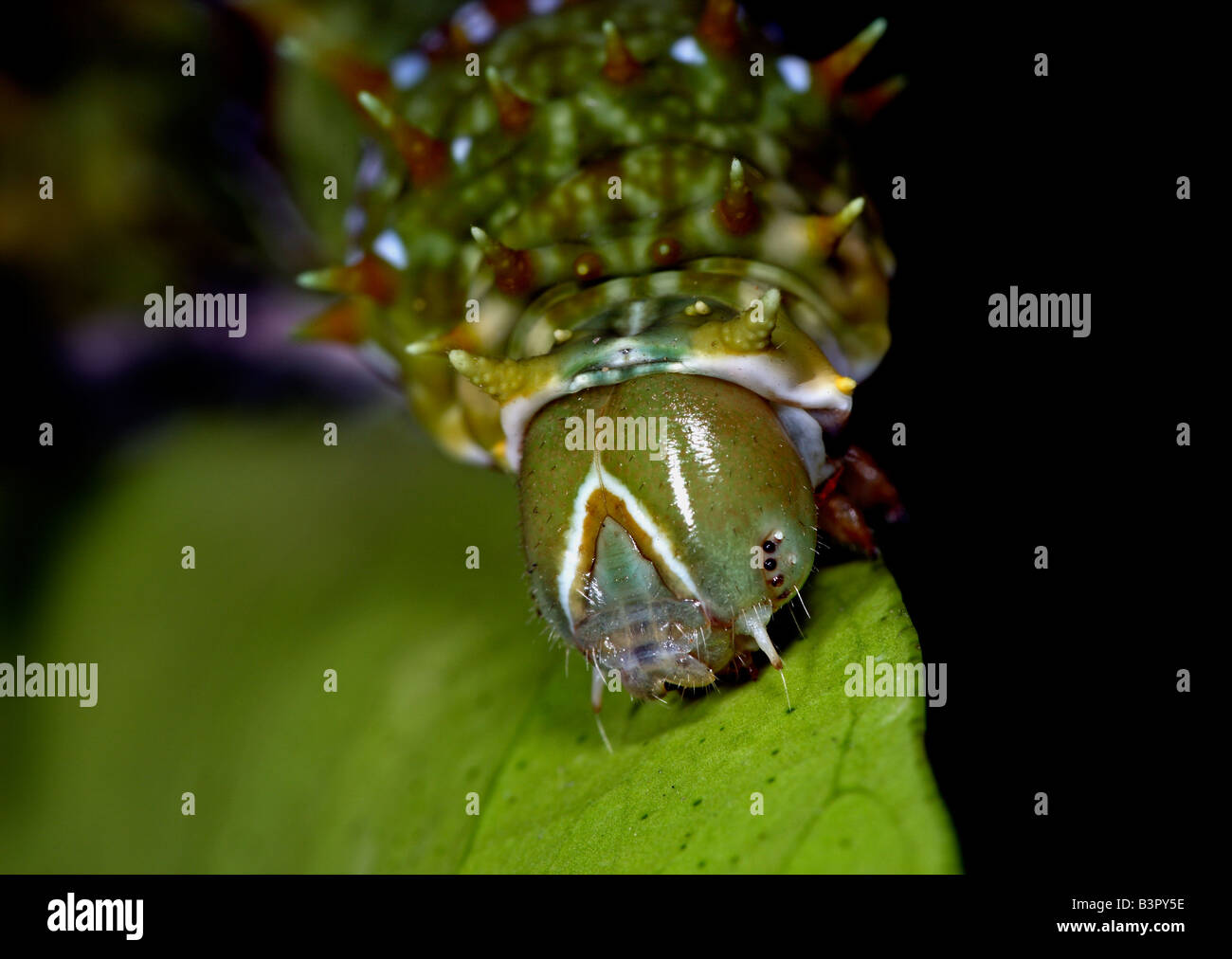 Caterpillar of orchard swallowtail butterfly (Papilio aegeus) eating a ...