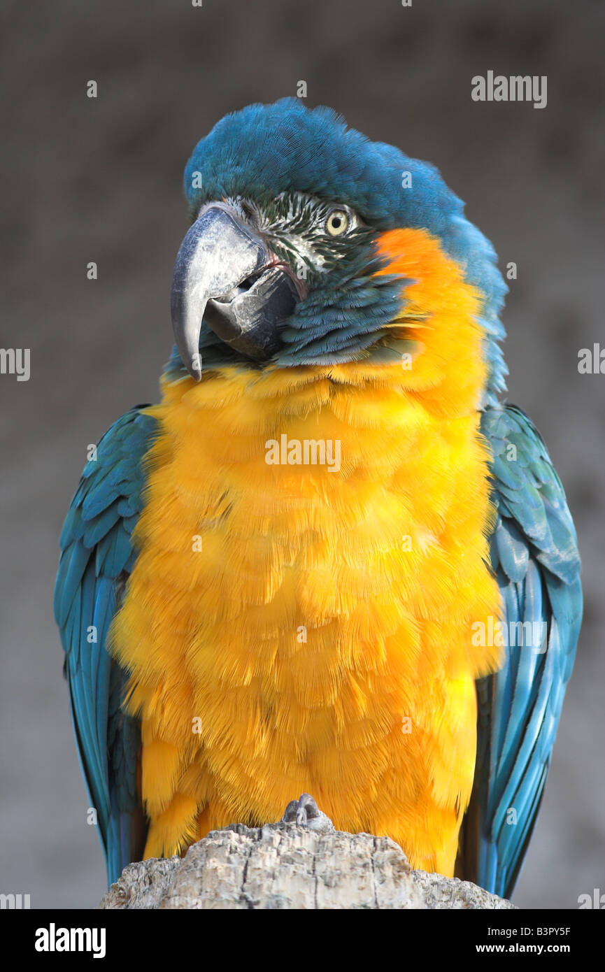 Critically endangered Blue throated Macaw Stock Photo - Alamy
