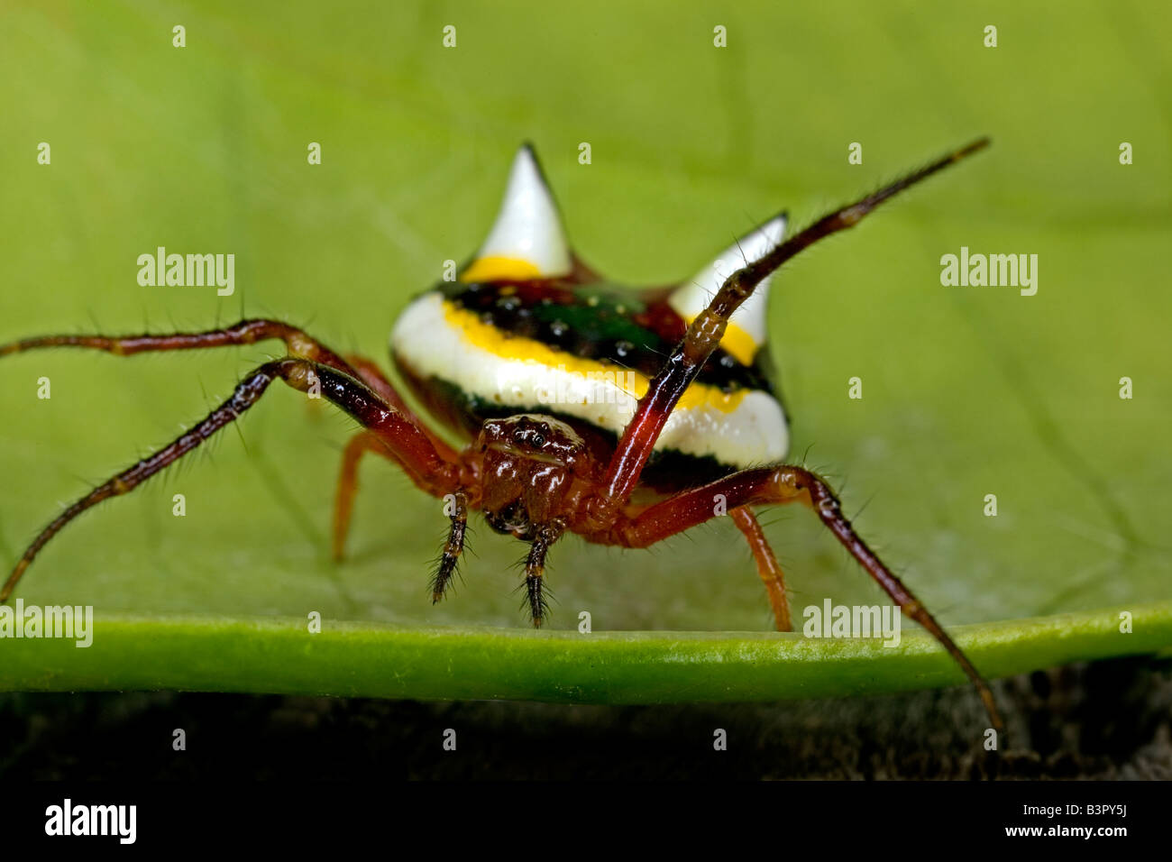 Female Two-spined spider (Poecilopachys bispinosa) on shrub New South ...