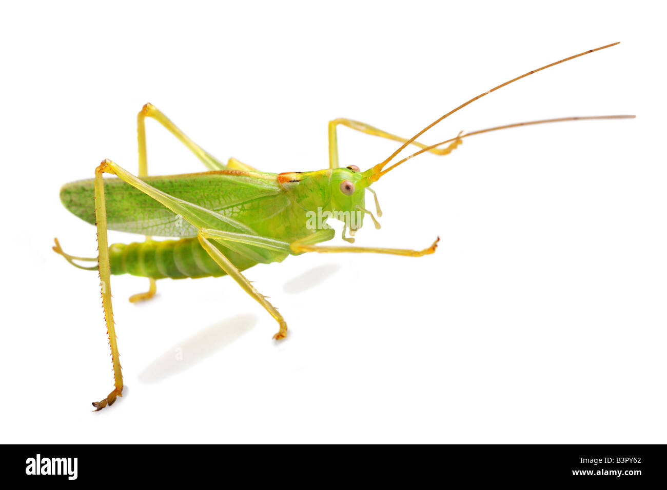 grass hopper isolated on a white background Stock Photo - Alamy