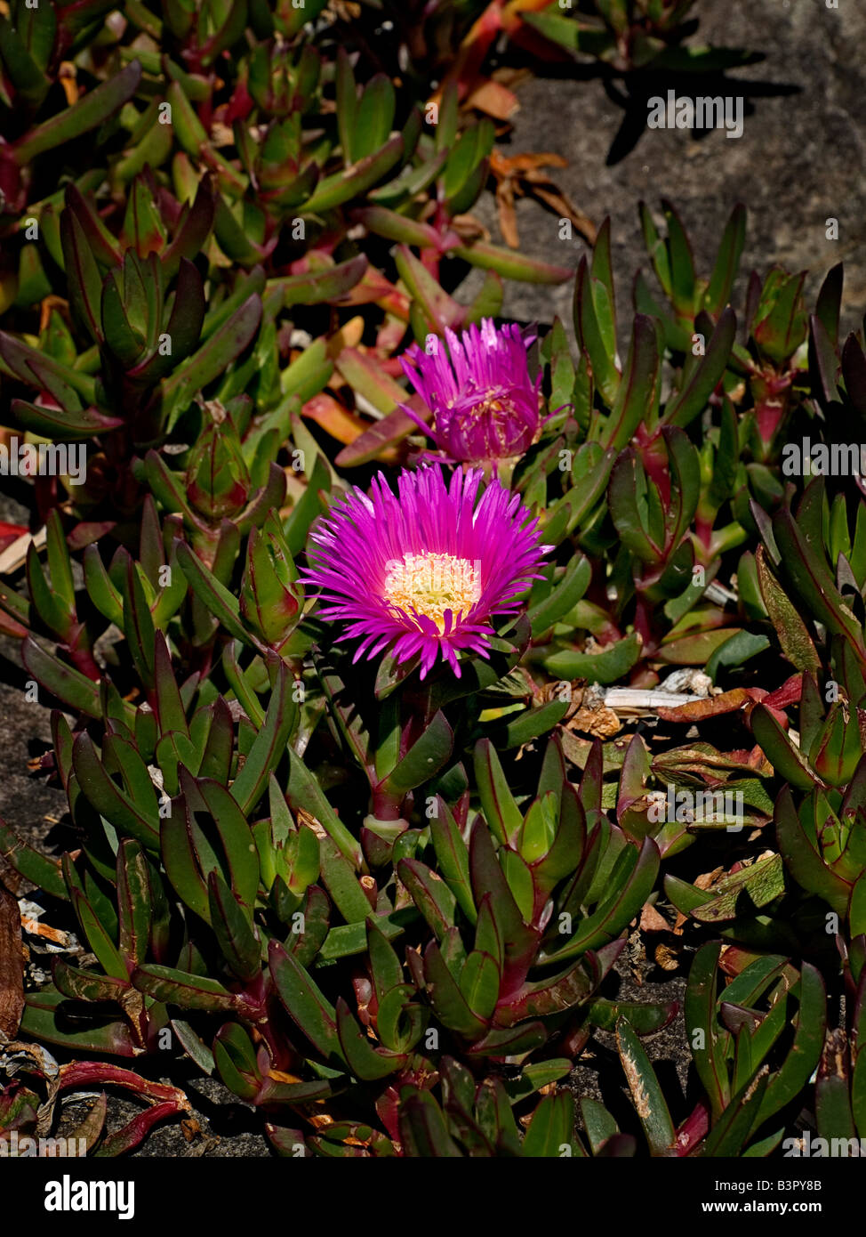 Pigface Carpobrotus glaucescens a coastal plant often used as ground ...