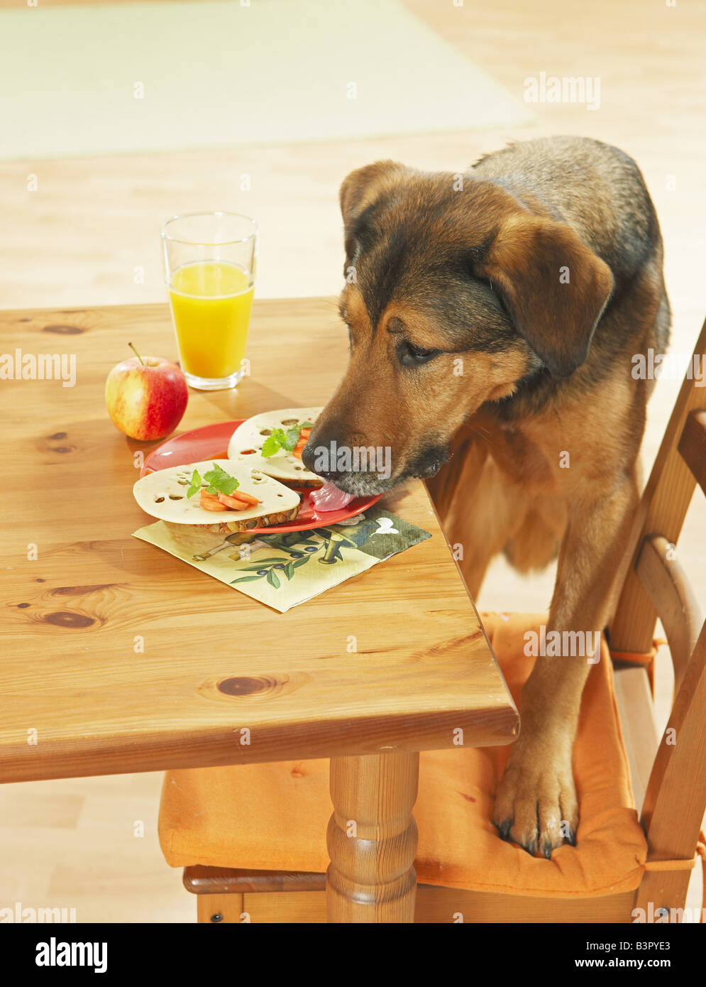 Bad feed fodder hi-res stock photography and images - Alamy