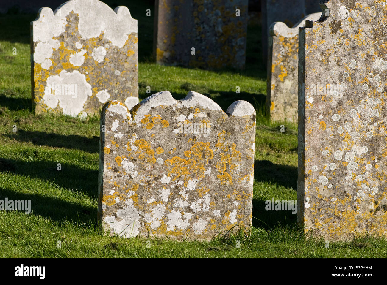 Lichen growing on gravestones Stock Photo - Alamy
