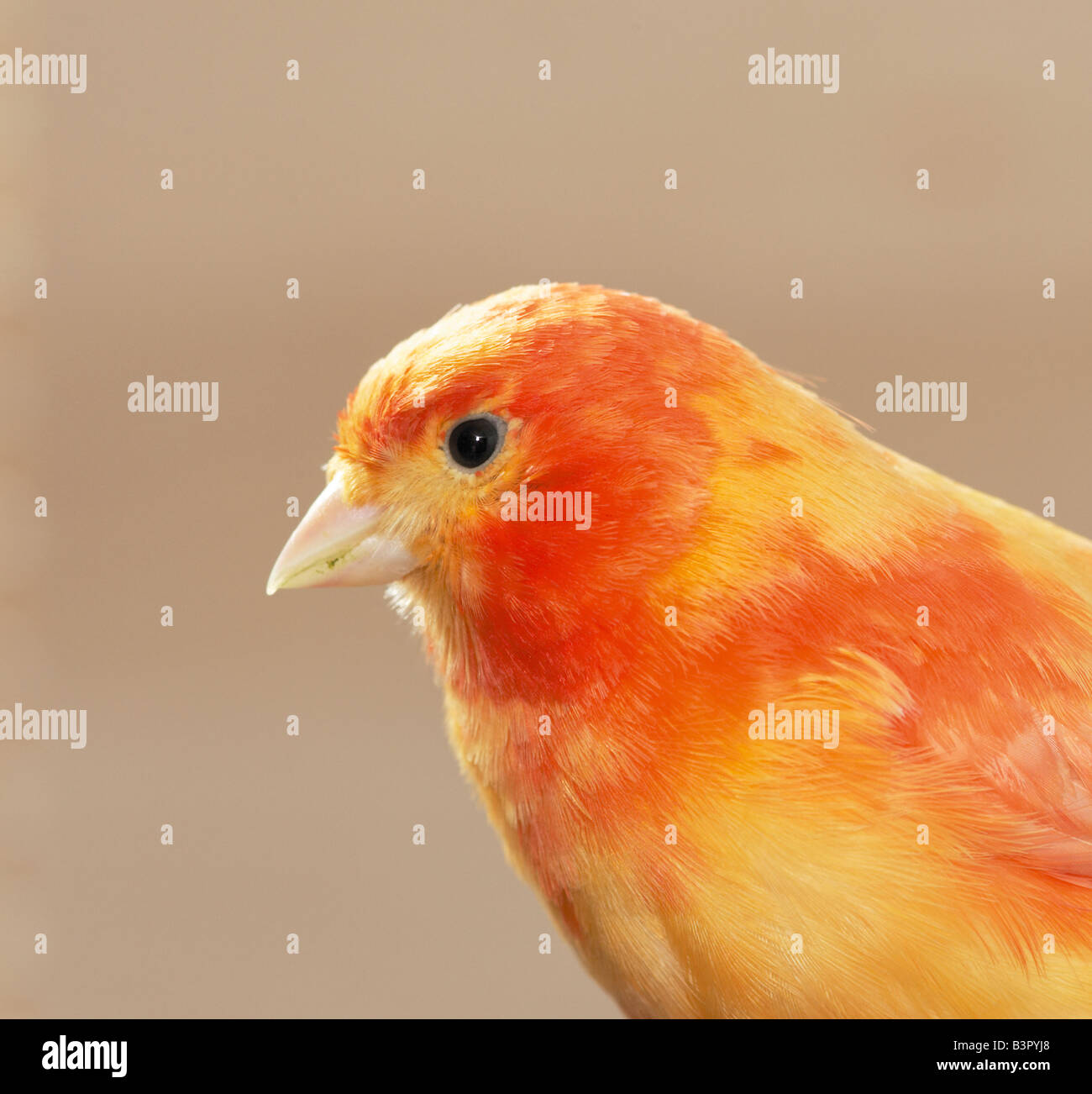 canary - portrait Stock Photo - Alamy