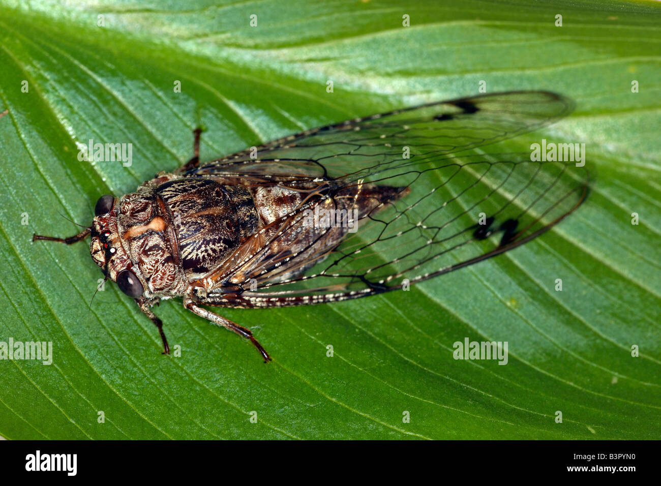 Australian cicadas hi-res stock photography and images - Alamy