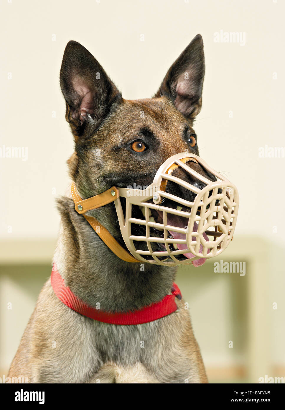 Belgian malinois outline hi-res stock photography and images - Alamy