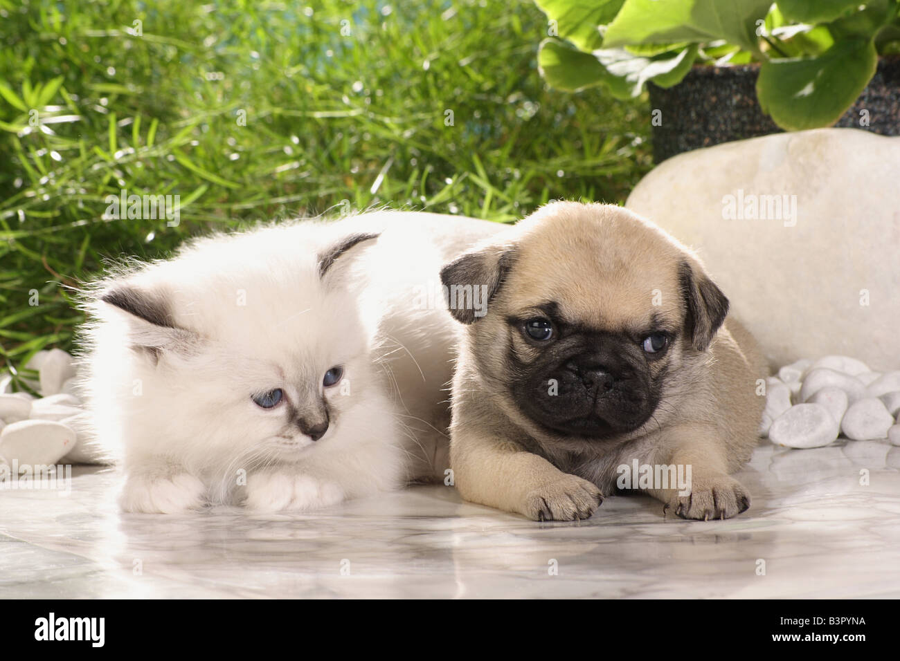 Animal friendship domestic cat pug hi-res stock photography and images ...