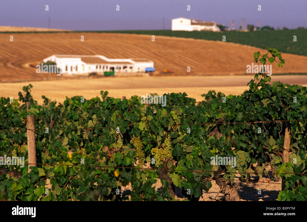 Palomino fino grapes hi-res stock photography and images - Alamy