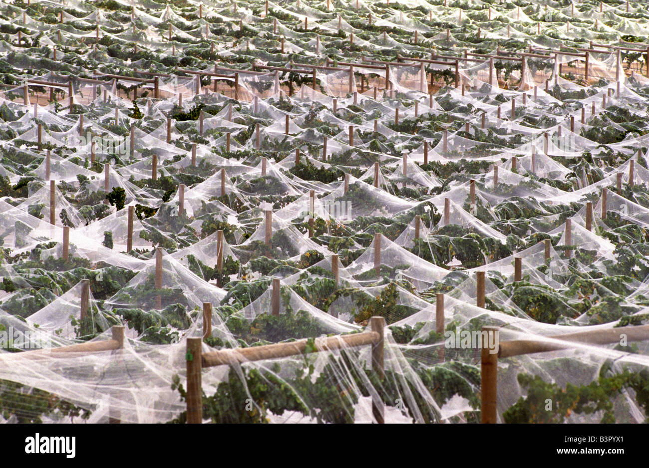 grapevines under netting Stock Photo - Alamy