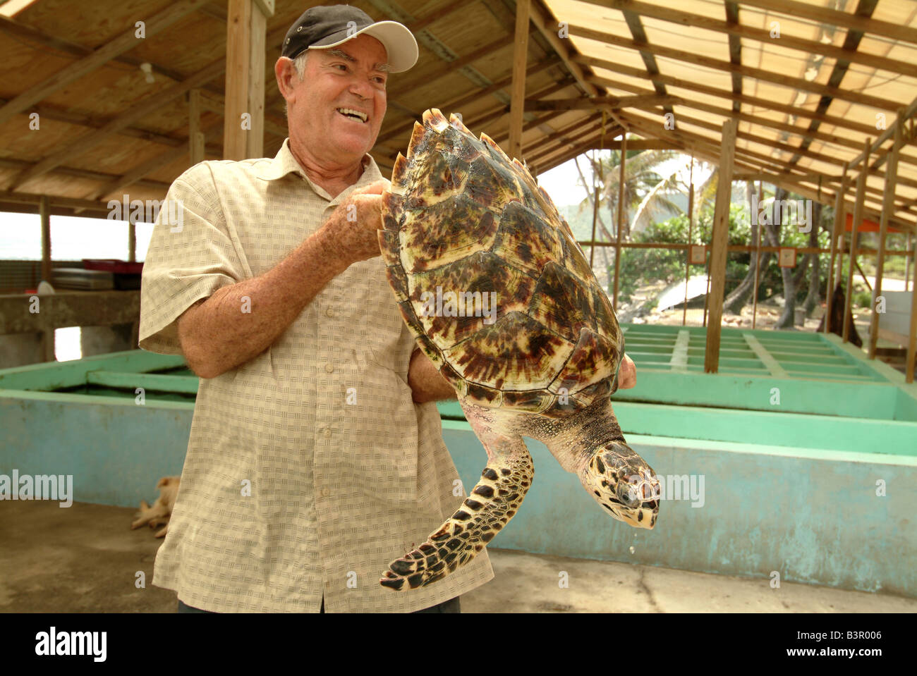 Brother King holds and adult hawksbill sea turtle at his sanctuary ...
