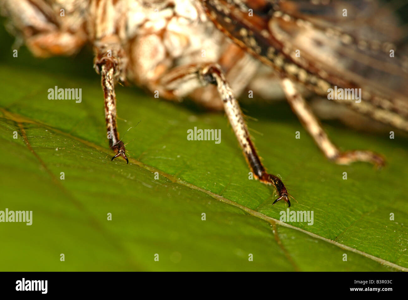 Razor Grinder cicada (Henicopsaltria eydouxii), showing tarsal claws ...