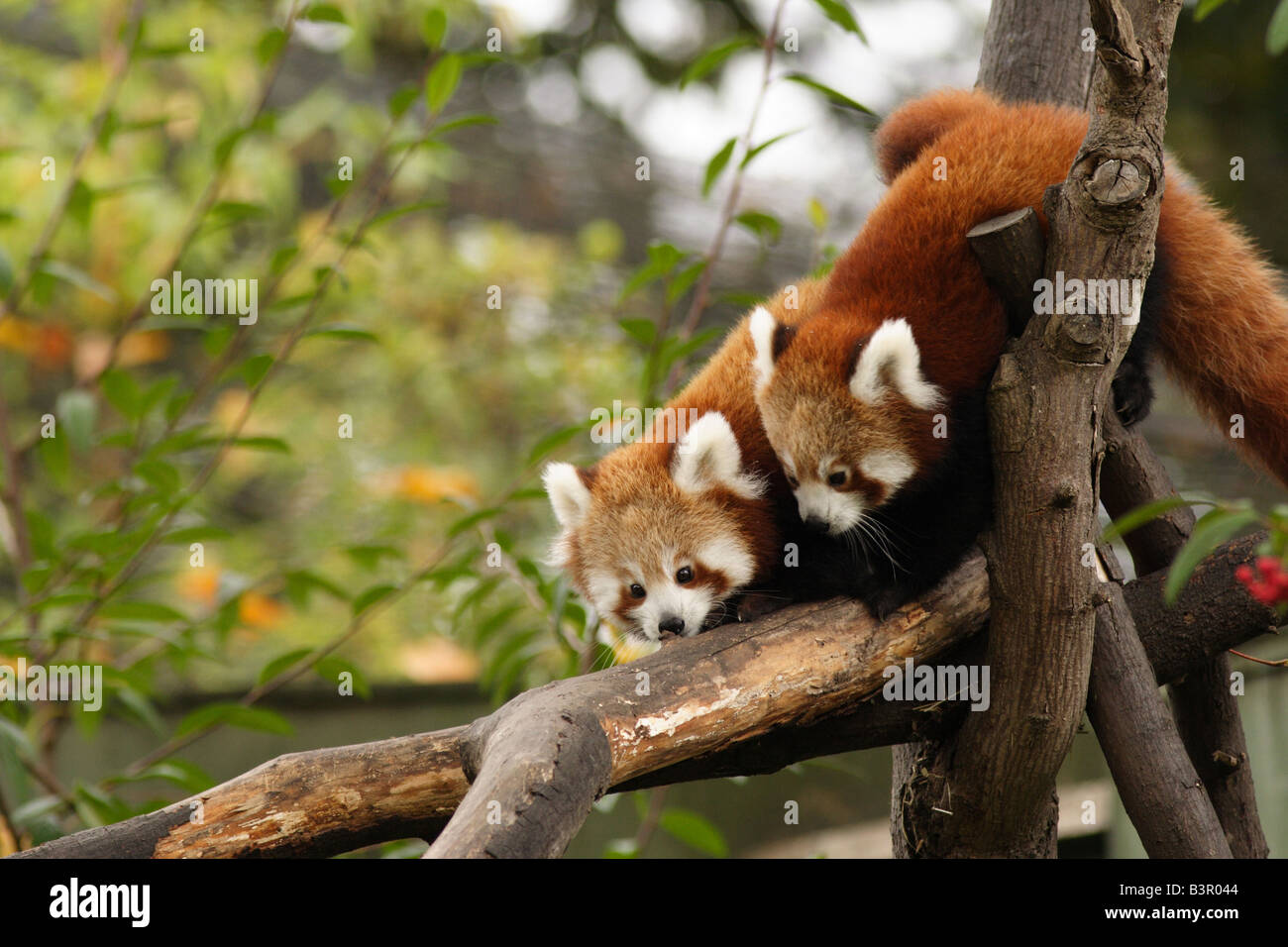 Baby red panda hi-res stock photography and images - Alamy