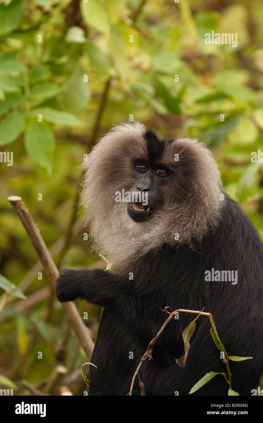 Lion tailed macaque Stock Photo - Alamy