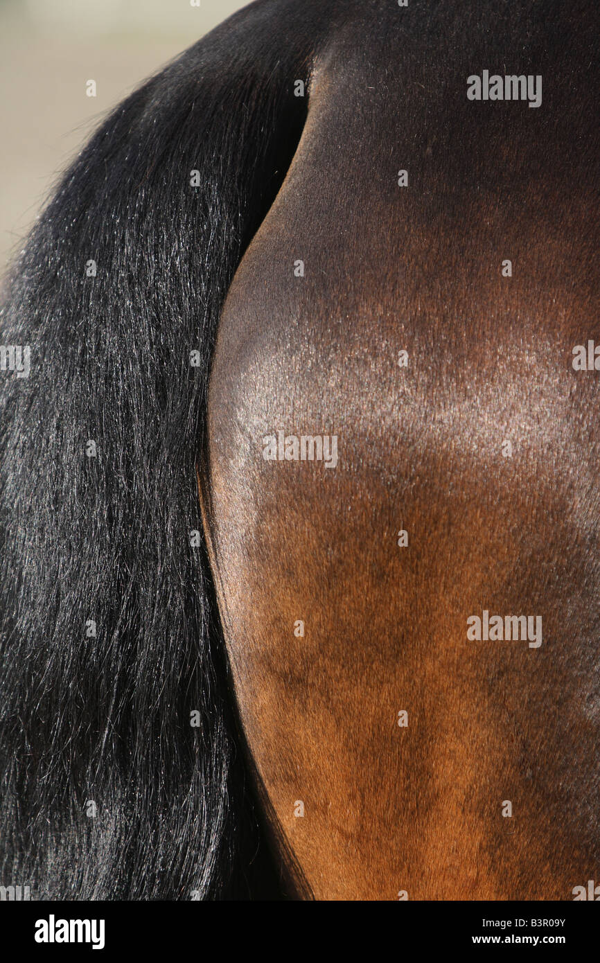 Horse tail - close up Stock Photo - Alamy